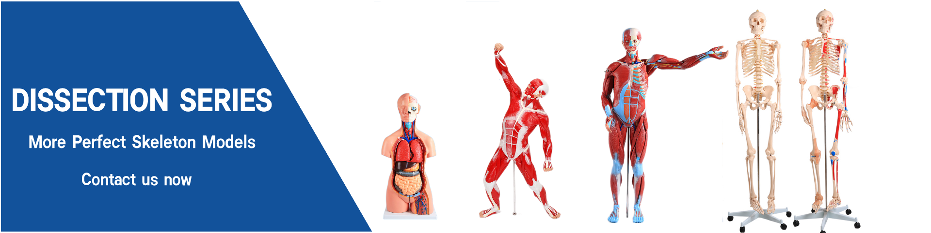 Neonatal Umbilical Cord Nursing Model-ADA MED SUPPLY LIMITED